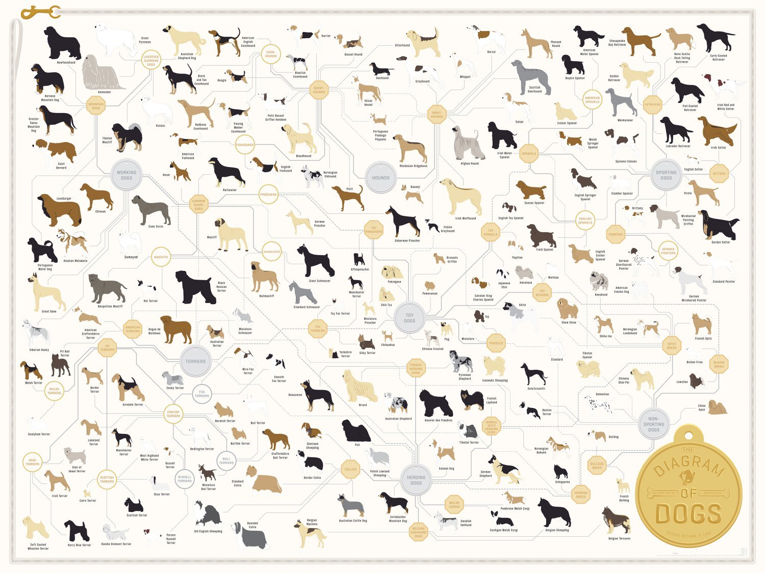 The Diagram of Dogs Chart 18x28 inches Poster Print