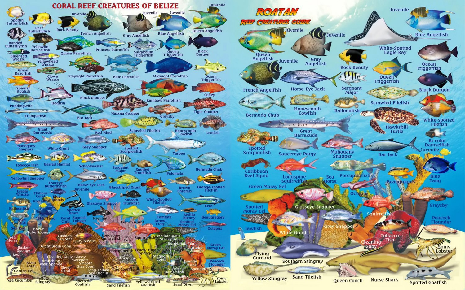 Coral Reef Creatures of Belize & Roatan Chart 18x28 inches Poster Print