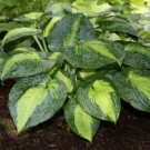 HOSTA So Sweet 1 Plant USA ""Rare"
