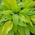HOSTA So Sweet 1 Plant USA ""Rare"
