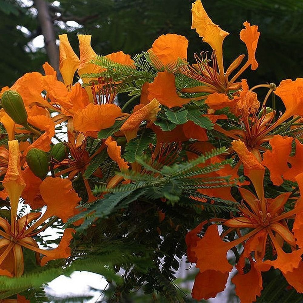 Delonix regia orange Flamboyant tree, Flame tree 10 seeds