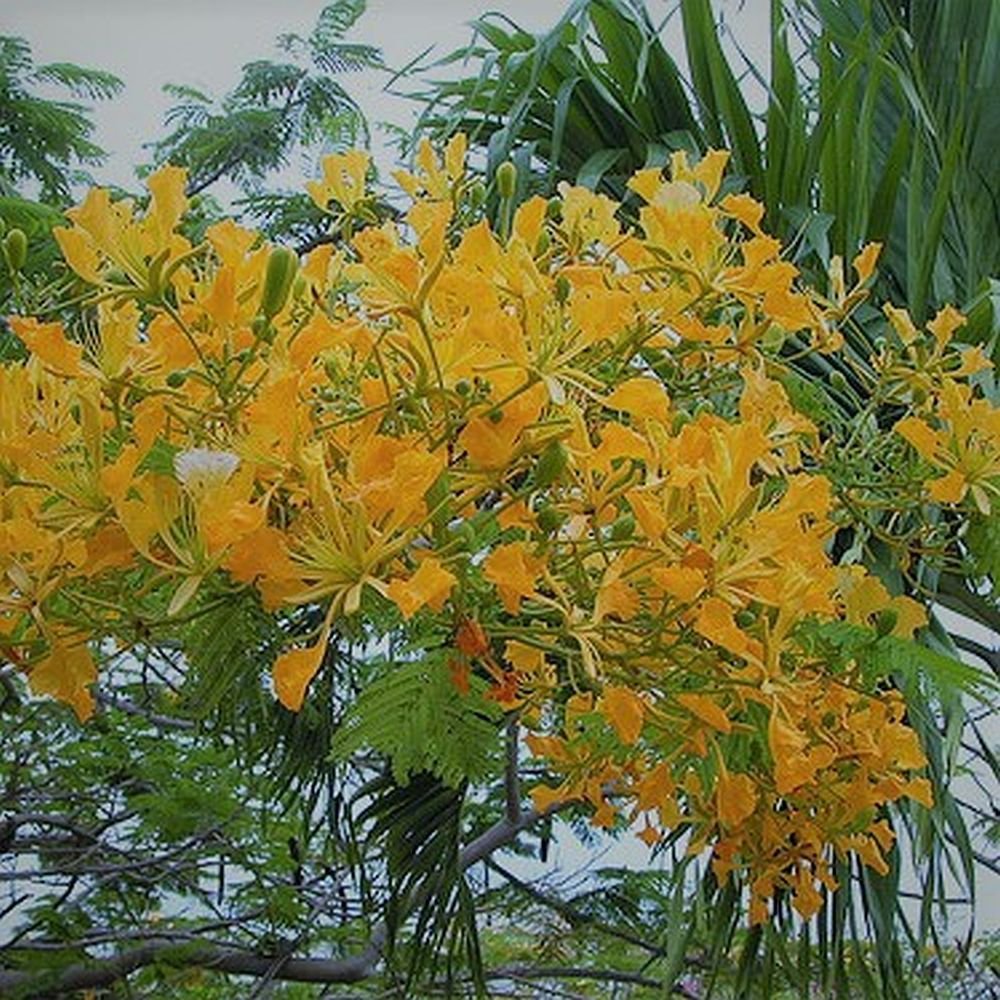 Delonix regia yellow, Flamboyant tree, Flame tree 250 seeds