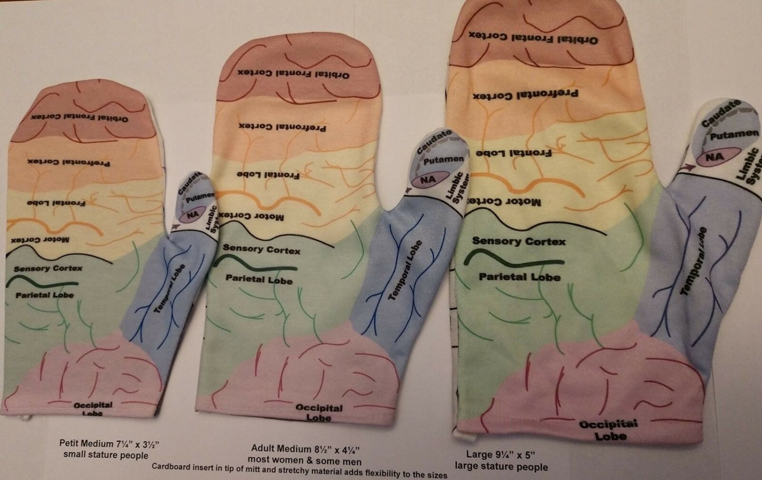 Handy Brain Model B-1 (small adult)
