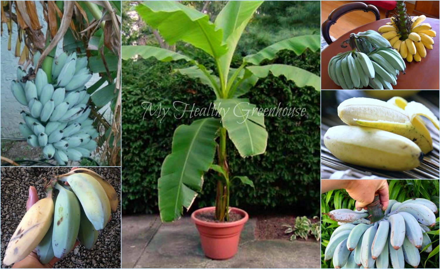 SEEDS - EXTREMELY RARE Semi-Dwarf "Blue Java" or named Ice Cream Banana ...