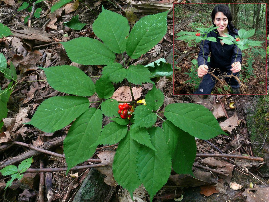 SEEDS Extra Rare!! WILD CANADIAN Ginseng Stratified Ready for 2021-2022 ...