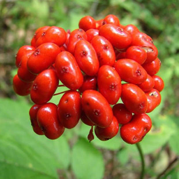 SEEDS Extra Rare!! WILD CANADIAN Ginseng Stratified Ready for 2021-2022 ...