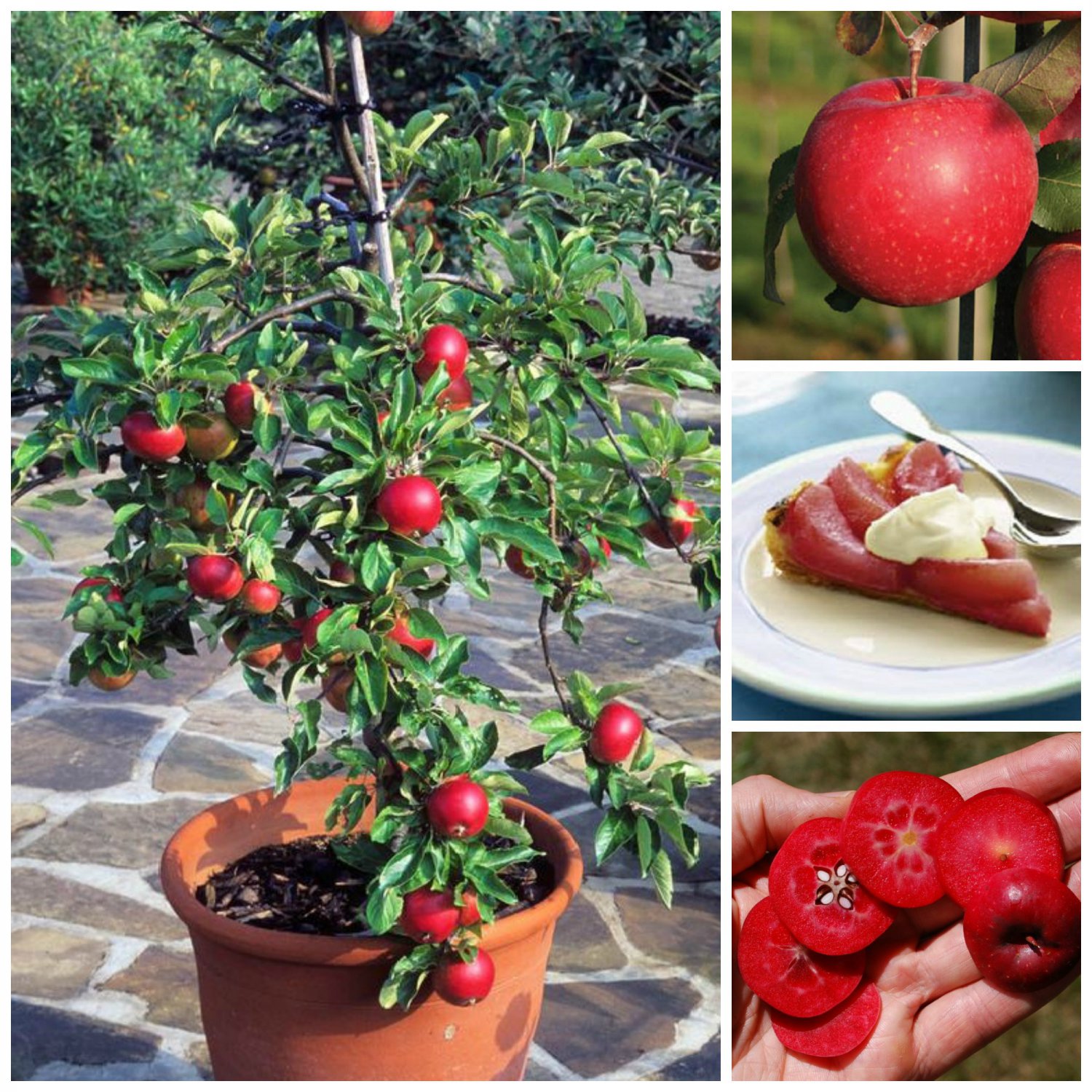 SEEDS – NEW Dwarf Red Apple “Red Devil” Self-fertile and Very Hardy to ...