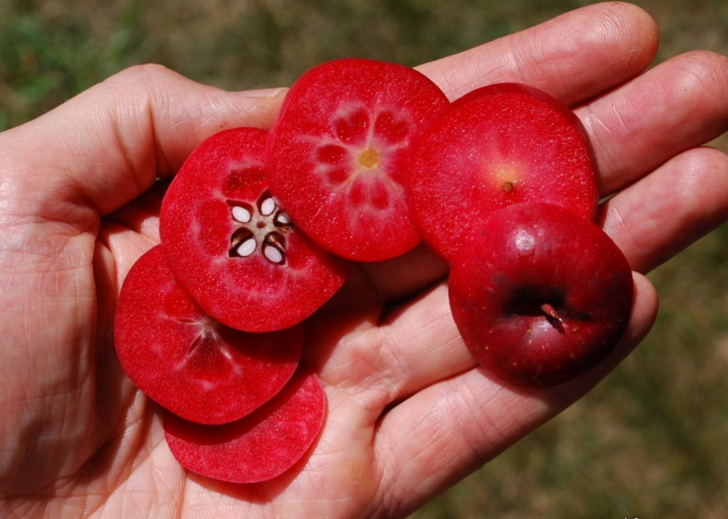 SEEDS – NEW Dwarf Red Apple “Red Devil” Self-fertile and Very Hardy to ...