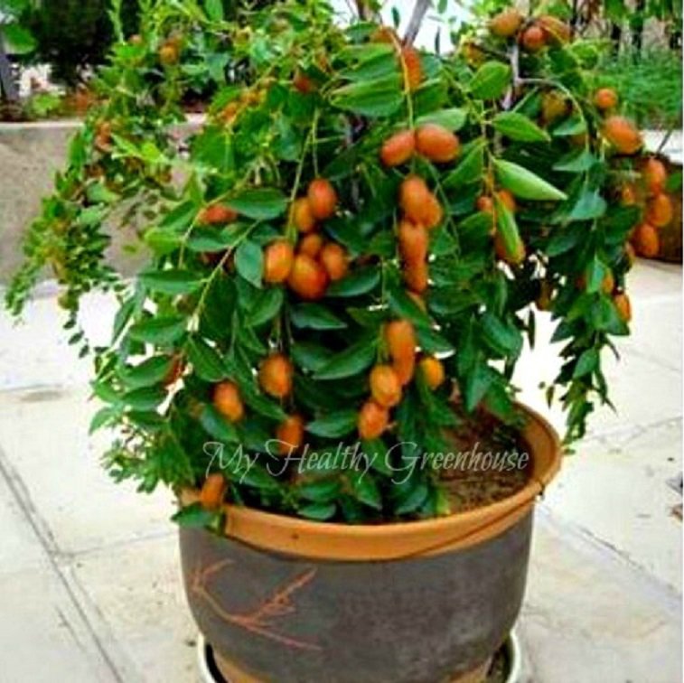 SEEDS - RARE Compact Dwarf Jujube “Ziziphus jujube” Chinese Date ...