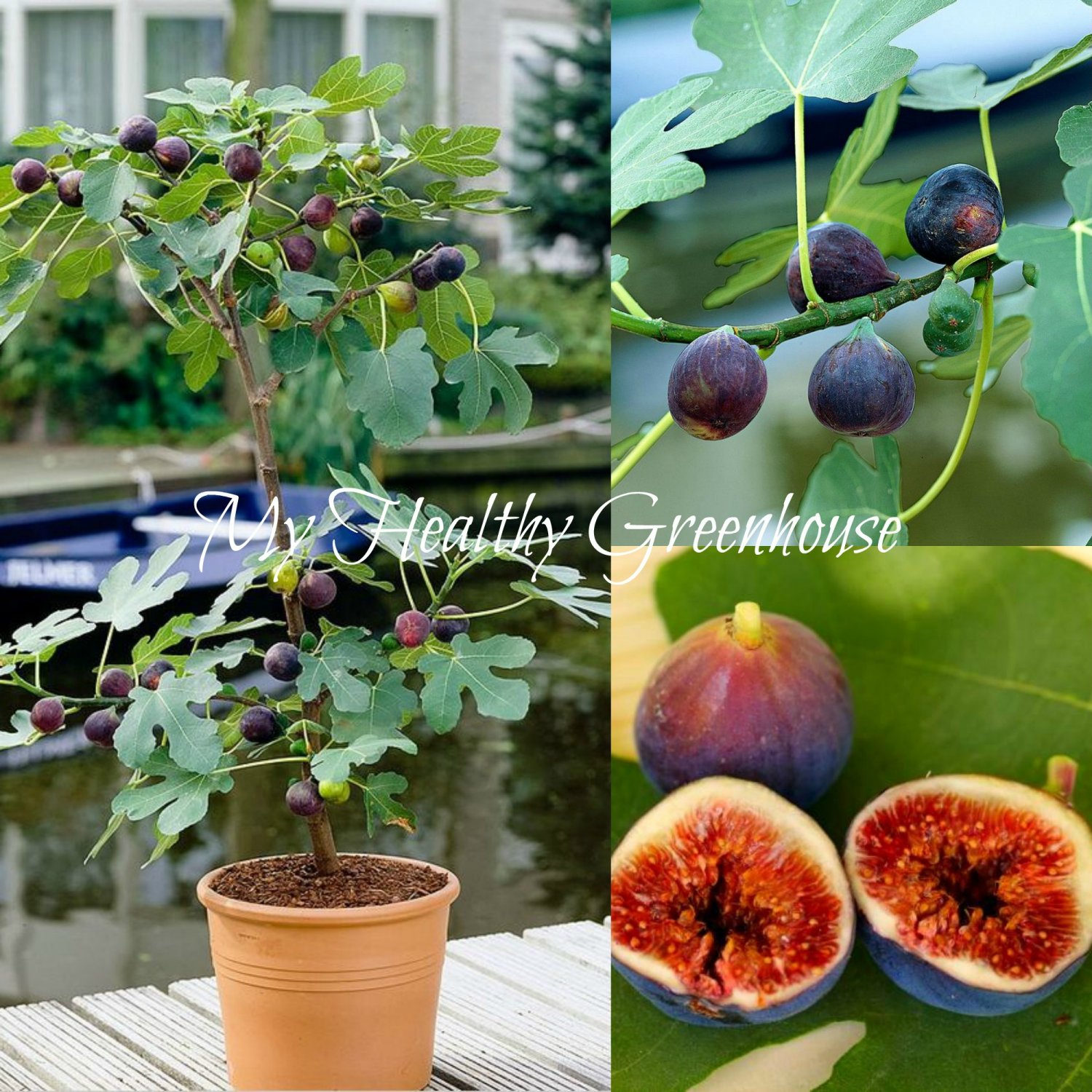 SEEDS – Self-Fertile Hardy Dwarf Fig “Noire de Bellone” This fig is ...