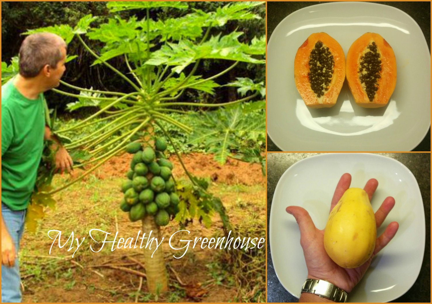 SEEDS - Exotic Dwarf Papaya tree “Solo Sunrise” Mature height of only 6 ...