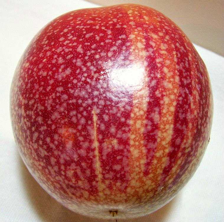 SEEDS – Dwarf Passion Fruit “Panama Red Pandora Hybrid” (Passiflora ...