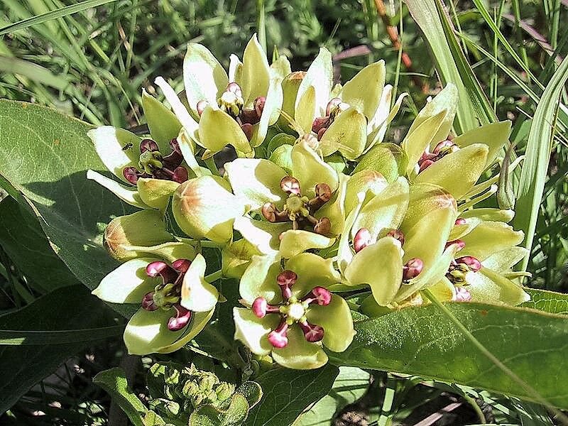 Store Fresh 20 Seeds Green Spider Milkweed Asclepias Viridis White ...