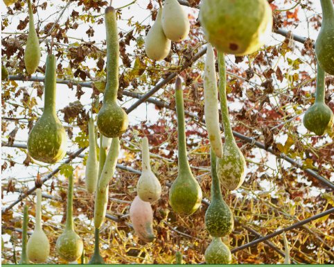 10 Dipper Gourd Seeds Heirloom Non-Gmo Fast Shipping