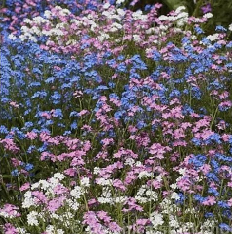 500 Forget Me Nots Mixed Colors Perennial Early Blooms Fast Shipping