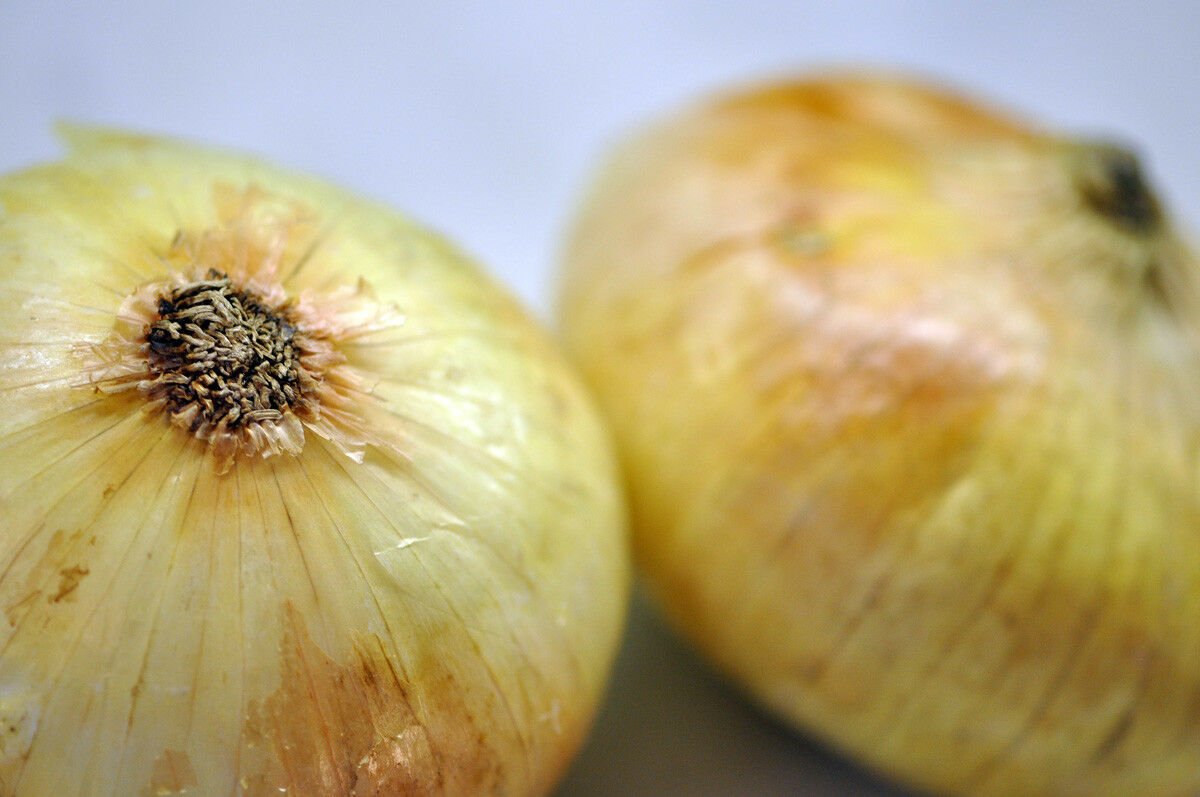 200+VIDALIA SWEET ONION Seeds Organic Non-Gmo 110/170 Days Spring/Fall ...