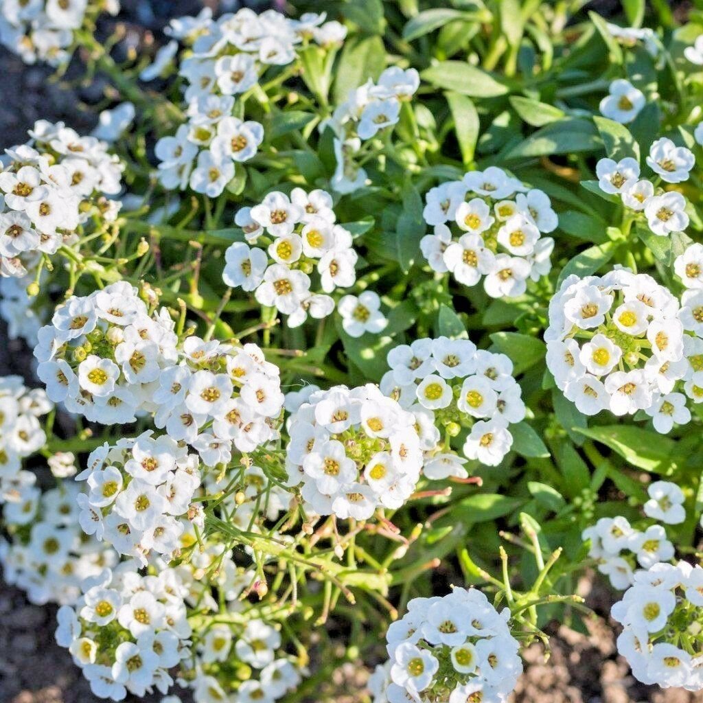 2001+DWARF SWEET ALYSSUM Flower Seeds "CARPET OF SNOW" Groundcover ...