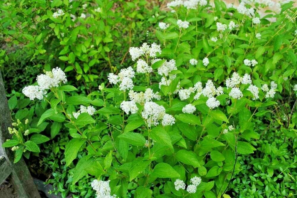 50+NEW JERSEY TEA Seed Organic American Native Shrub/Bush Shade Drought ...
