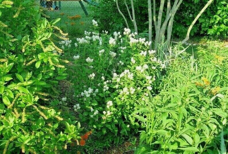 50+NEW JERSEY TEA Seed Organic American Native Shrub/Bush Shade Drought ...