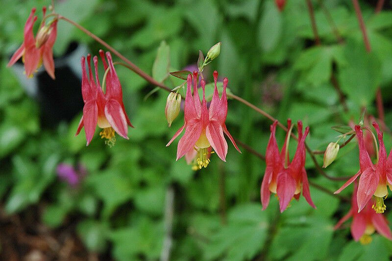 101+EASTERN RED COLUMBINE Seeds American Native Wildflower Garden/Container
