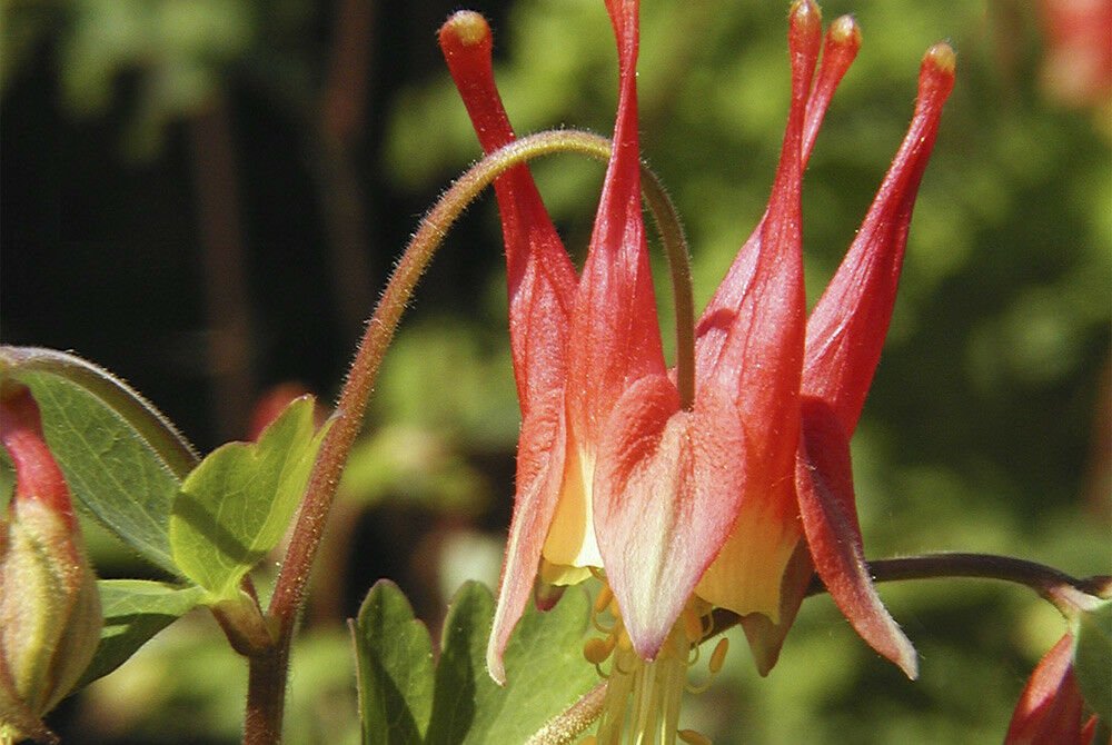 101+EASTERN RED COLUMBINE Seeds American Native Wildflower Garden/Container