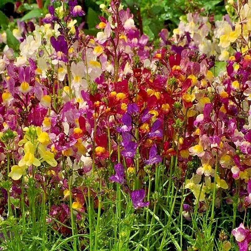 2000+TOADFLAX/SPURRED SNAPDRAGON MIX Flower Seeds Summer to Fall DWARF ...