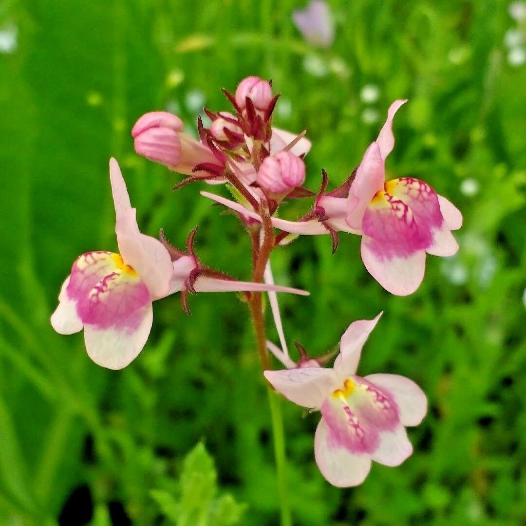 2000+TOADFLAX/SPURRED SNAPDRAGON MIX Flower Seeds Summer to Fall DWARF ...