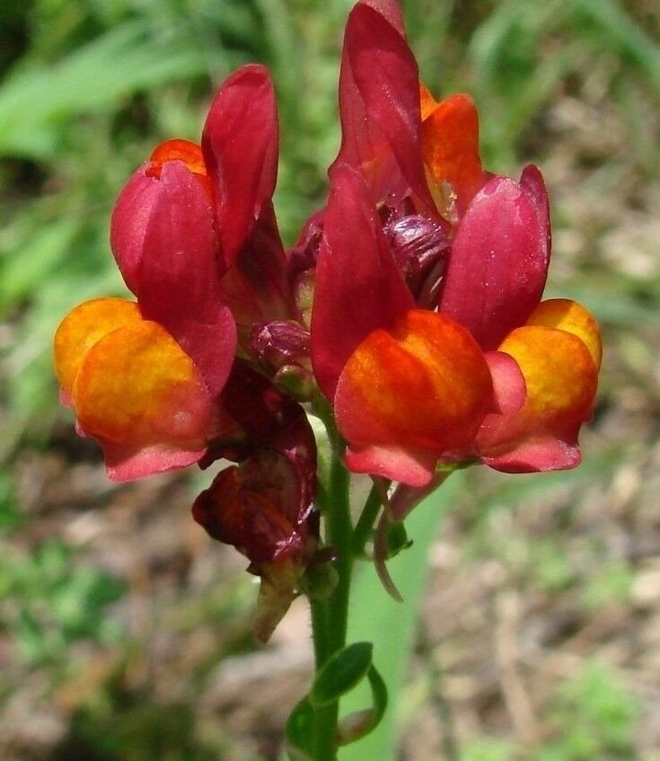 2000+TOADFLAX/SPURRED SNAPDRAGON MIX Flower Seeds Summer to Fall DWARF ...