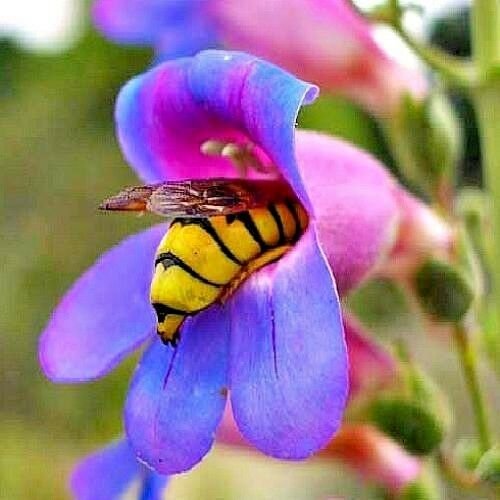 1200+ROCKY MOUNTAIN PENSTEMON Flower Seeds Native Wildflower ...