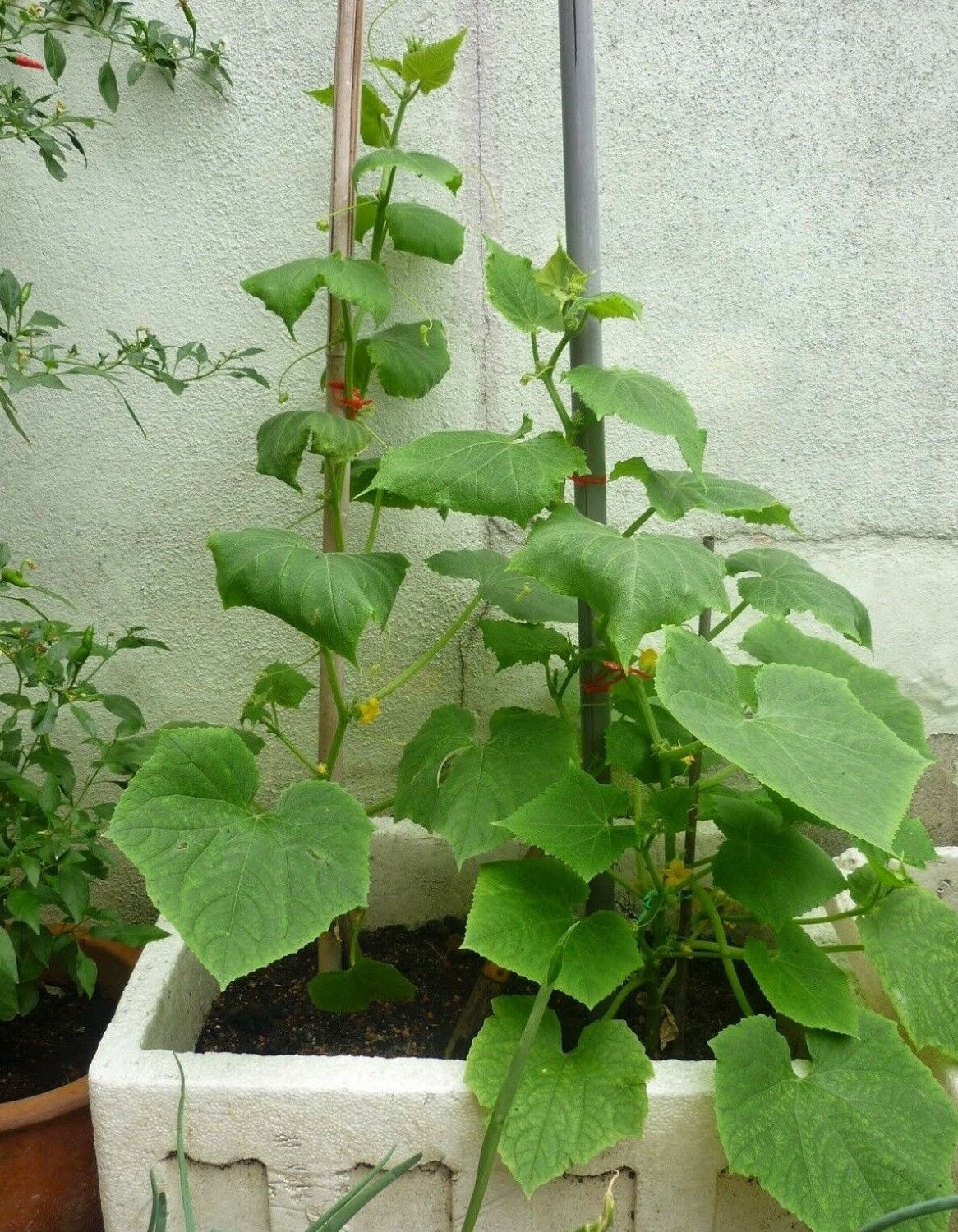 35+SPACEMASTER BUSH CUCUMBER Seeds Patio Container Hanging Basket ...