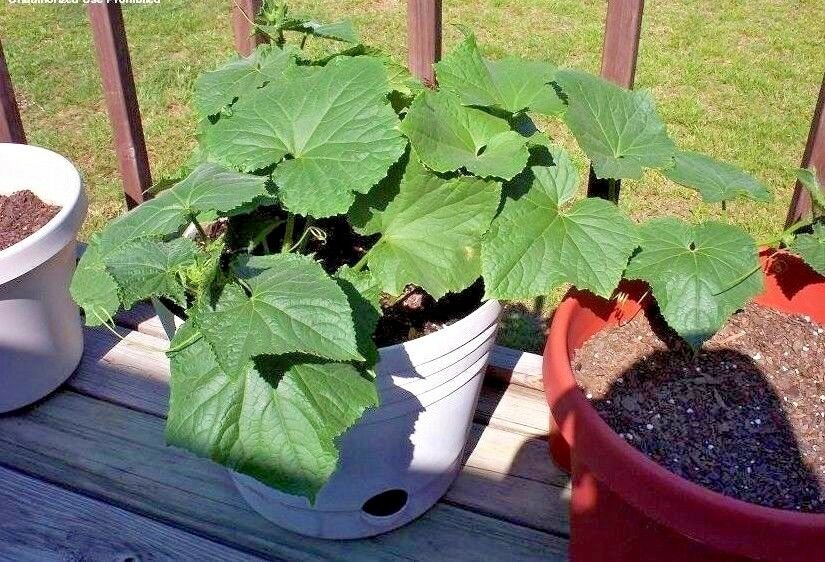 35+SPACEMASTER BUSH CUCUMBER Seeds Patio Container Hanging Basket ...