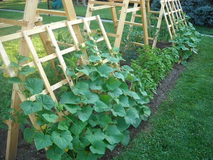 35+SPACEMASTER BUSH CUCUMBER Seeds Patio Container Hanging Basket ...