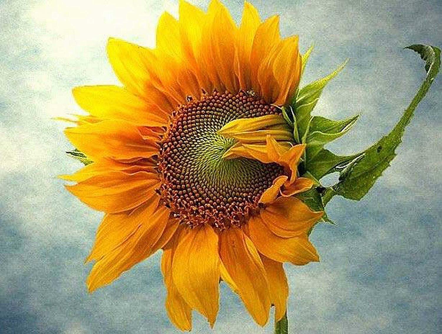 USA Seller AMMOTH GREY STRIPE SUNFLOWER 70 Seeds Organic HUGE GIANT 12 ...