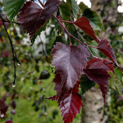 FREE SHIPPING AU !! PURPLE LEAF BIRCH TREE SEEDS (Betula purpurea)