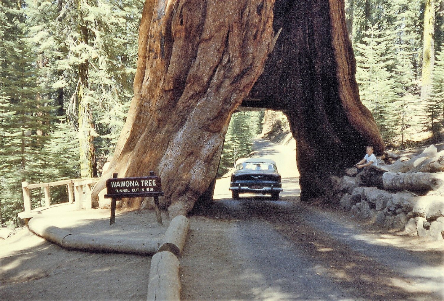 USA Product40 GIANT SEQUOIA Sequoiadendron Giganteum Sierra Redwood usa-product40-giant-sequoia-sequoiadendron-giganteum-sierra-redwood