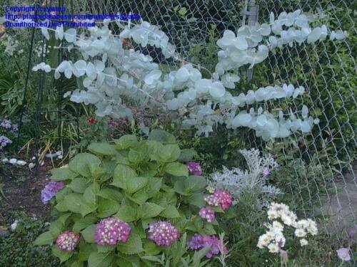 USA Product20 SILVER DROP EUCALYPTUS Gunnii Cider Gum Tree Seeds + Gift ...