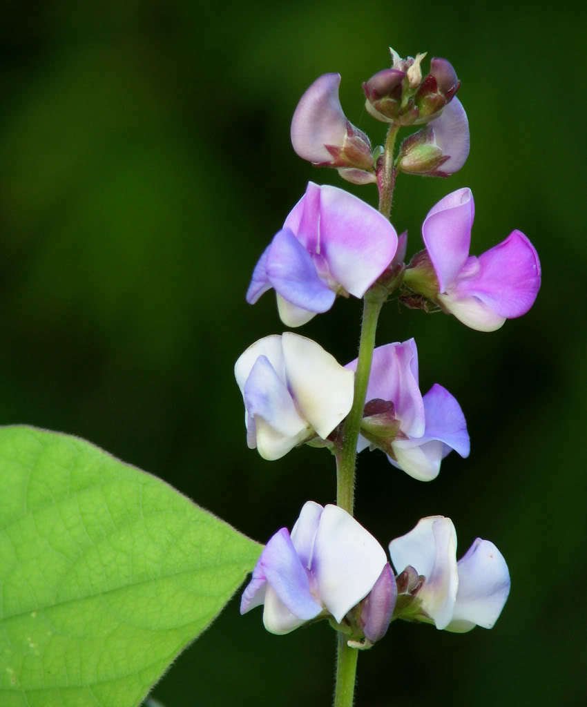 USA Product10 HYACINTH BEAN Lablab Purpureus Blue Purple White Flower ...