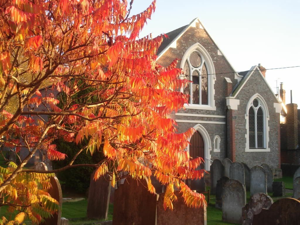 USA Product30 FLAMELEAF SUMAC TREE Shining Dwarf Winged Rhus Schmaltzia ...