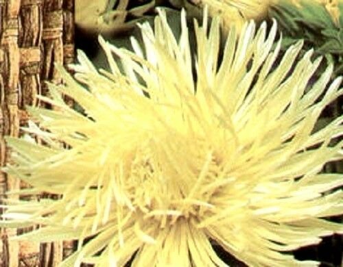 USA Product30 YELLOW NEEDLE ASTER Callistephus Unicom Flower Seeds ...