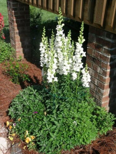 USA Product250 WHITE SNOWFLAKE SNAPDRAGON Antirrhinum Majus Flower ...