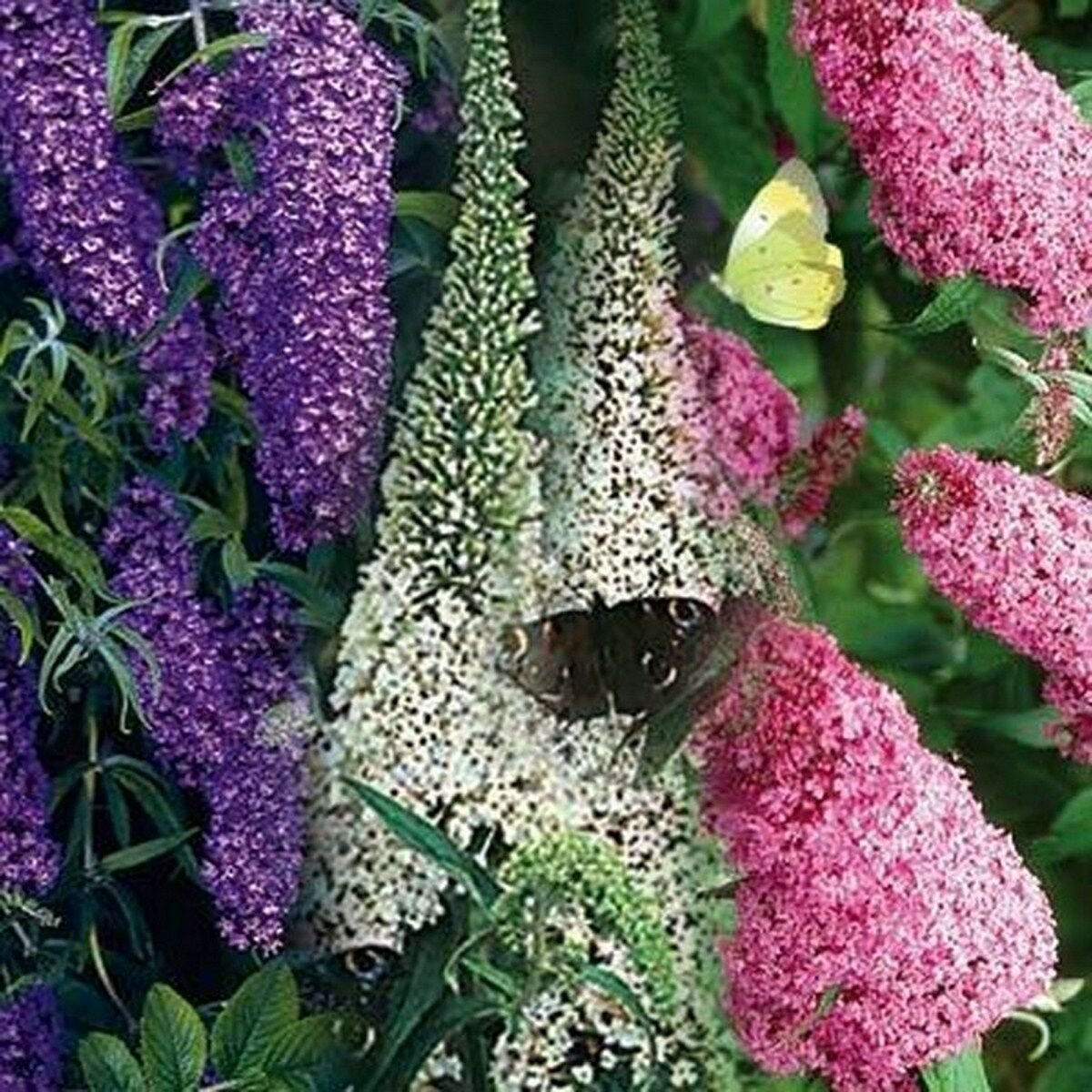 Kolokolo Store Butterfly Bush Mixed colors 50 Seeds BOGO 50% off SALE
