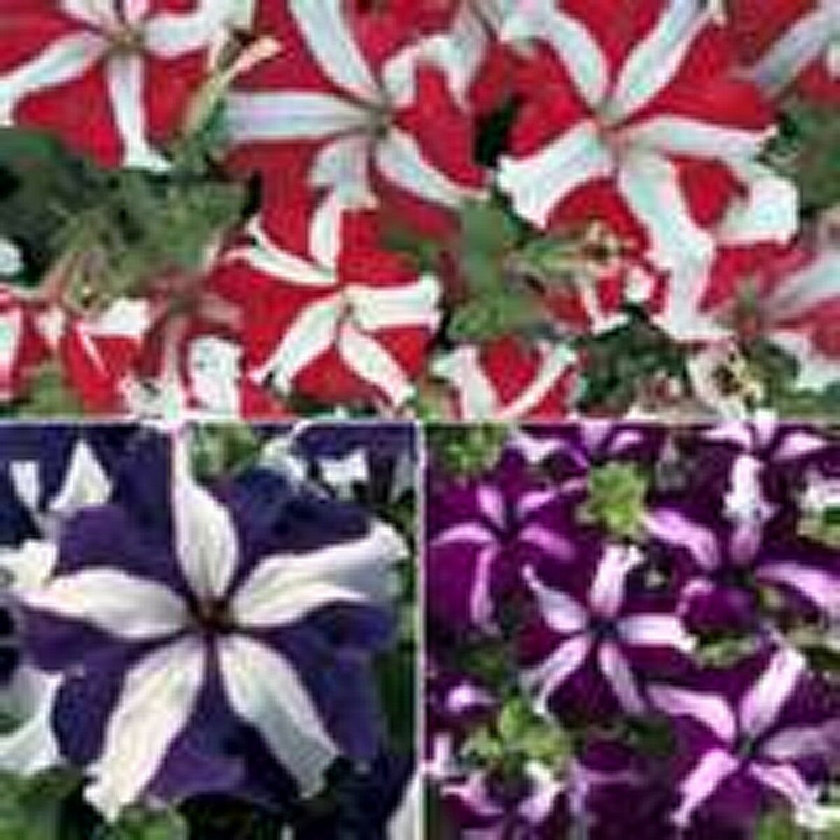 Kolokolo Store Petunia Star Mix 100 Seeds BOGO 50% off SALE