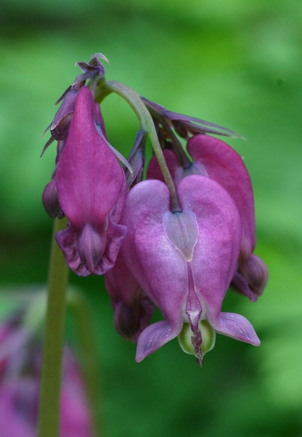 Kolokolo Store 25 Dark Purple Bleeding Heart Seeds Dicentra ...