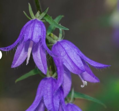 Giant Bellflower {Campanula Latifolia Macrantha} 50 Seeds
