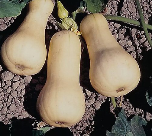 Waltham Butternut Winter Squash 20 Seeds, Nongmo, Variety Sizes Sold ...