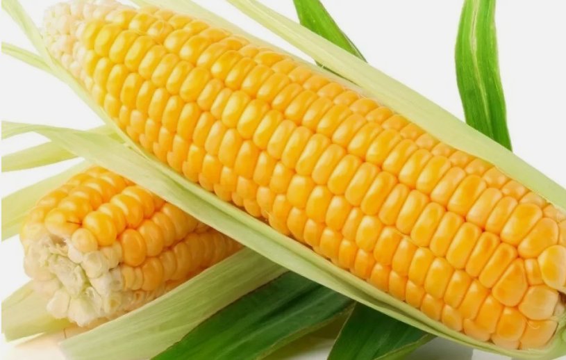 Early Golden Bantam Sweet Corn 15 Seeds, NonGmo, Heirloom Home Garden Seeds