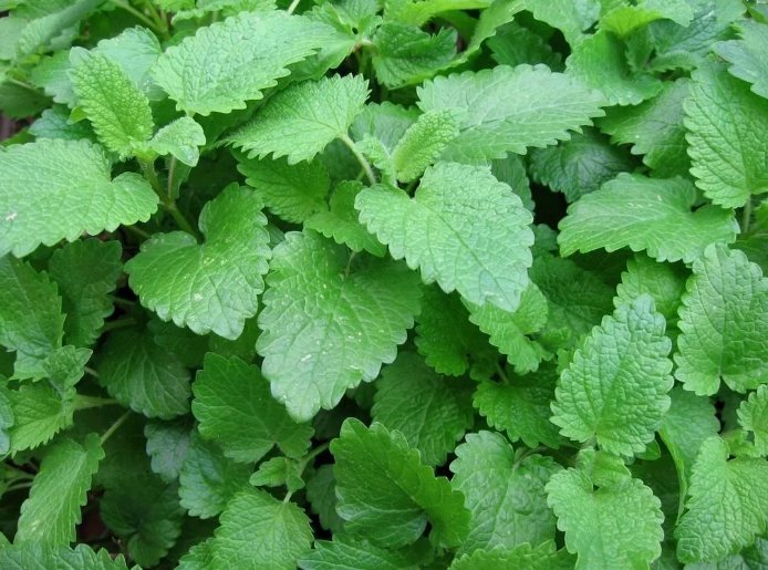 Lemon Balm 600 Seeds Melissa Sweet Balm Mint NonGmo Variety Sizes Home ...