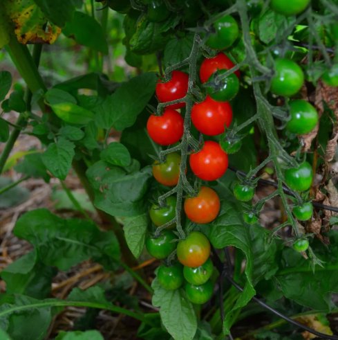Sweetie Cherry Tomato 30 Seeds Super Sweet Cherry Tomato NonGmo Home ...
