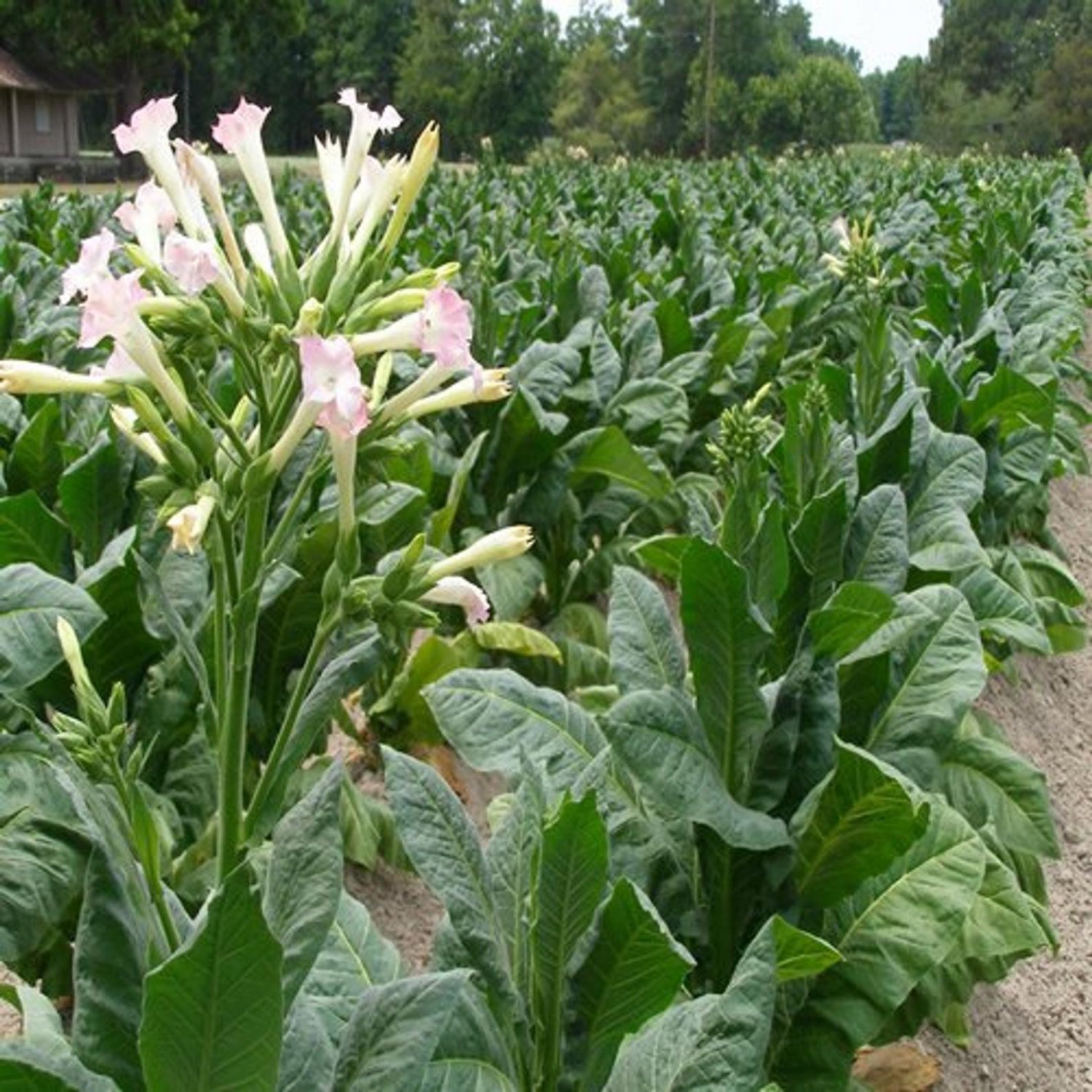 Nicotiana tabacum - Virginian Tobacco SEED - 100 SEED - GROW YOUR OWN
