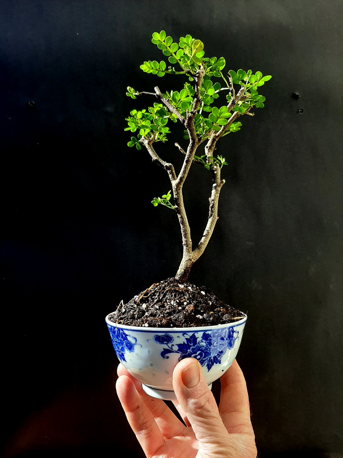 Micro Bonsai Chinese pepper tree Zanthoxylum beecheyanum
